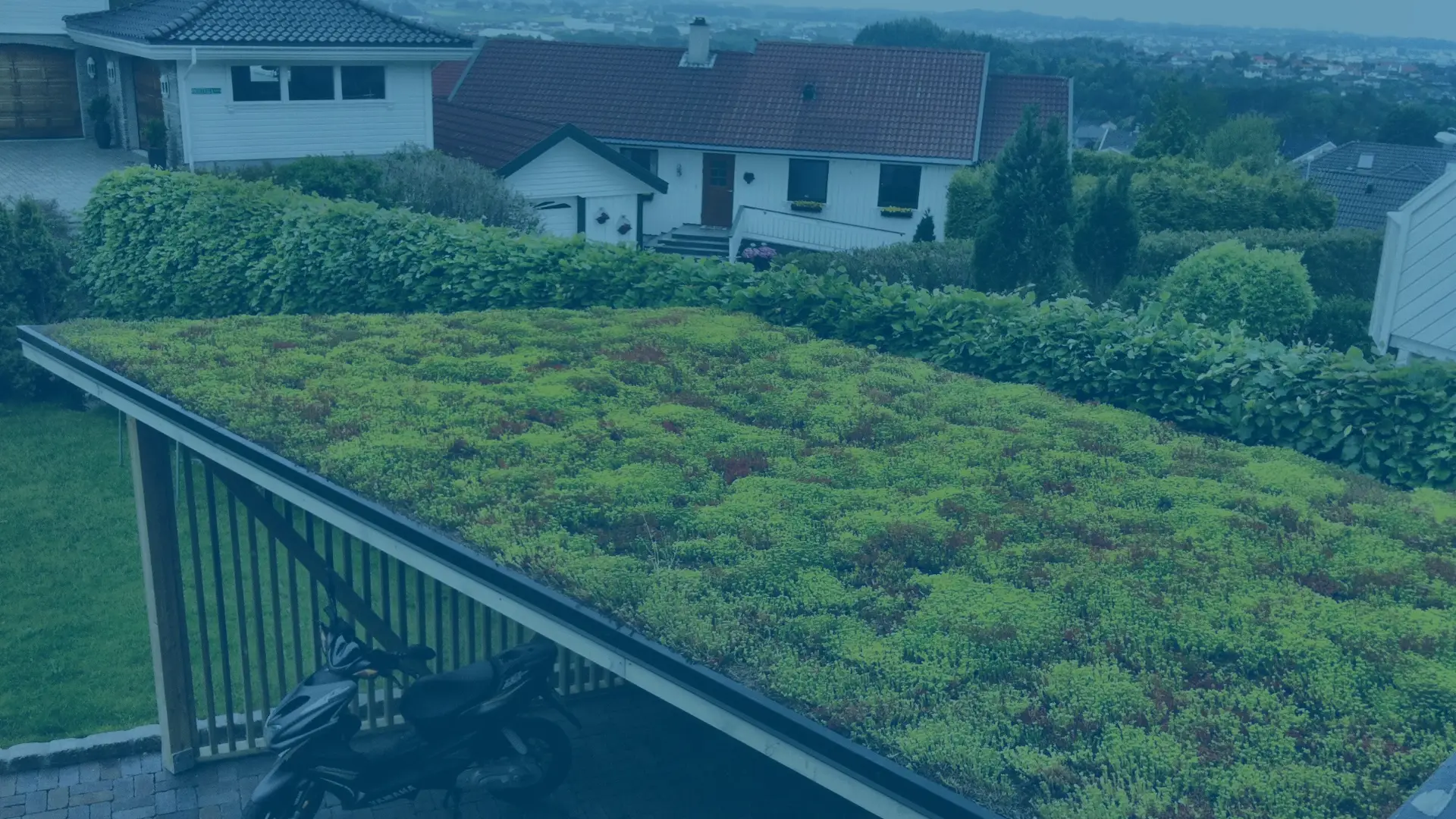 Going Green With Your Roof - Blue Spruce